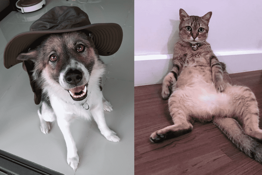 AI จำแนกรูปภาพ หมา แมว 37 สายพันธุ์ ใช้ Pet Dataset เทรน Machine ...